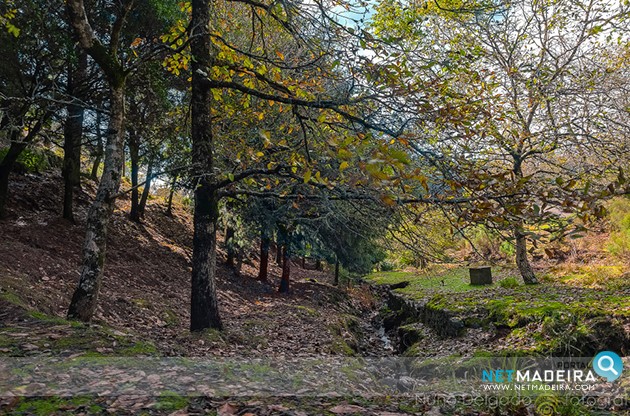 Foto do dia - Portal NetMadeira - Floresta Laurissilva na Madeira